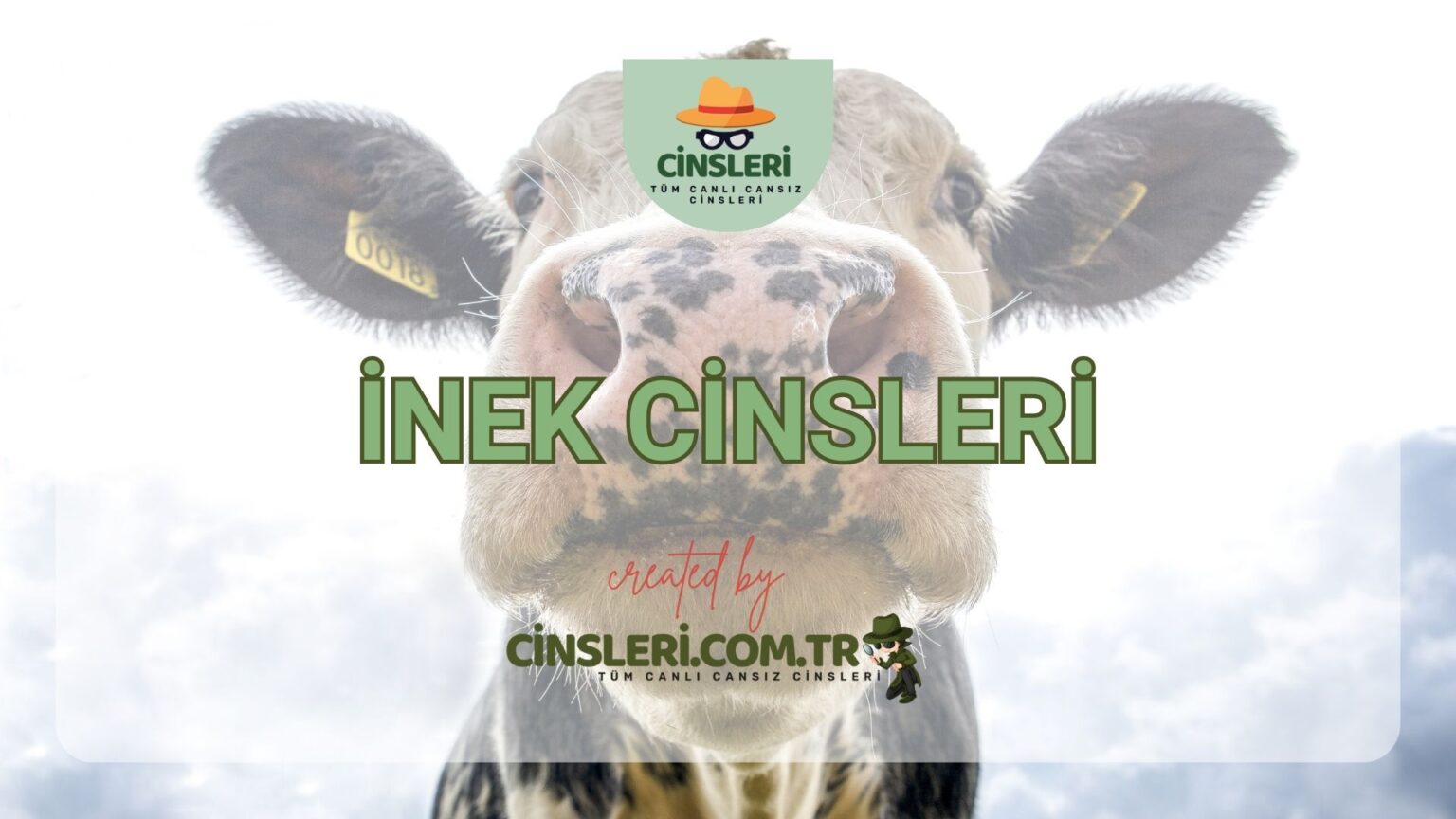 İnek Cinsleri - Cinsleri