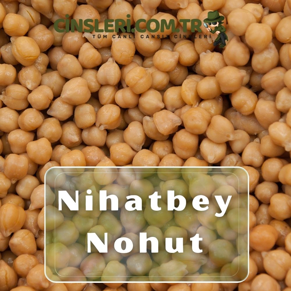 Nohut Çeşitleri - Cinsleri