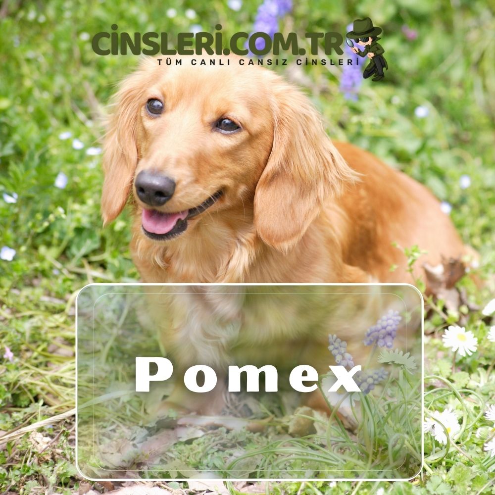 Pomeranian Cinsleri - Cinsleri