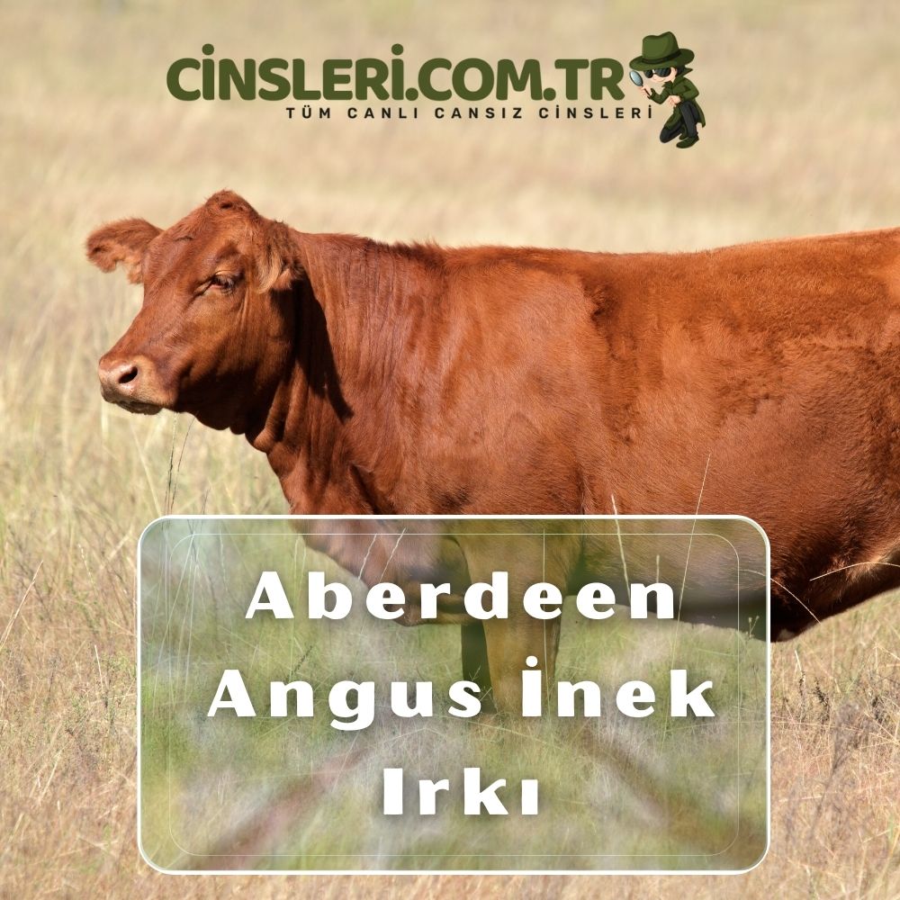 İnek Cinsleri - Cinsleri
