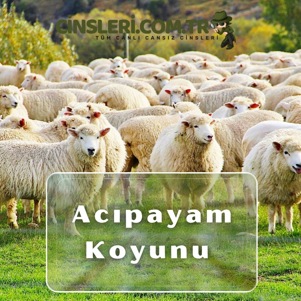 Koyun Cinsleri - Cinsleri
