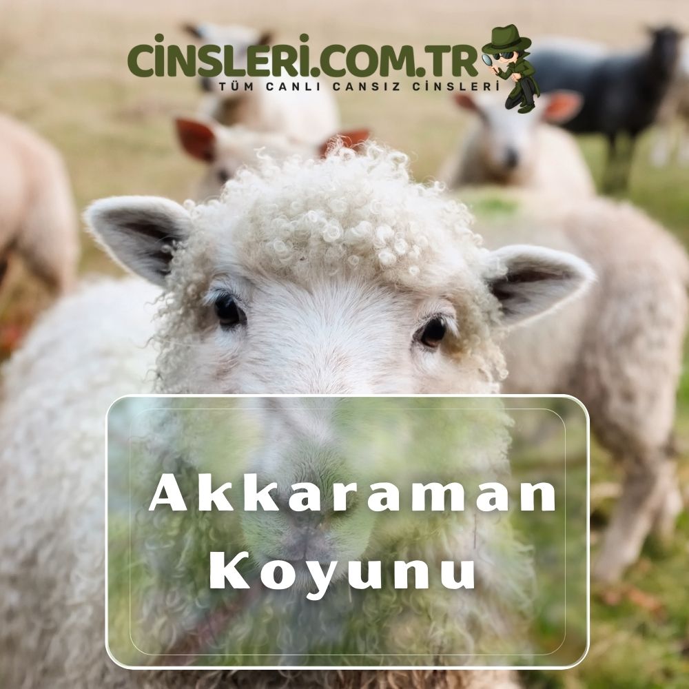 Koyun Cinsleri - Cinsleri