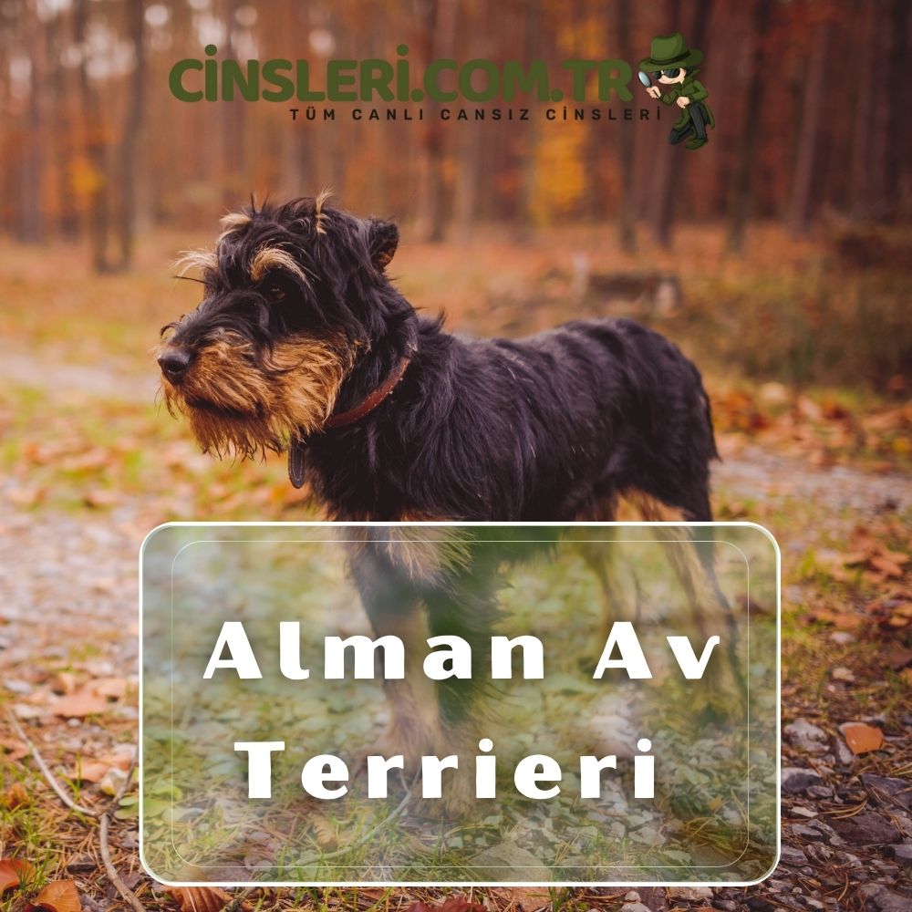 Av Köpeği Cinsleri - Cinsleri