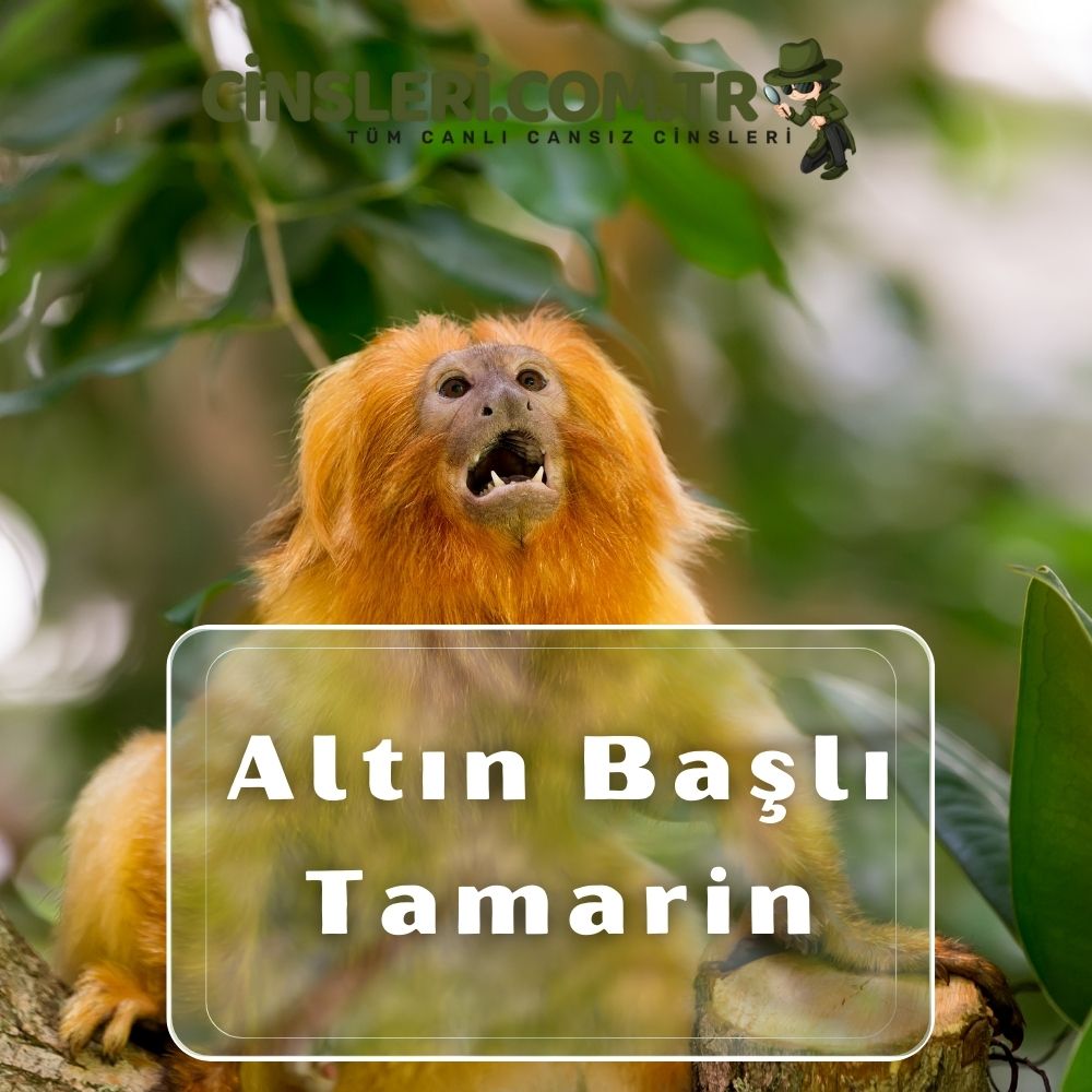 Maymun Cinsleri - Cinsleri