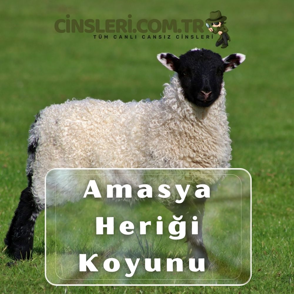Koyun Cinsleri - Cinsleri