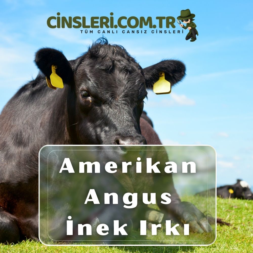 İnek Cinsleri - Cinsleri