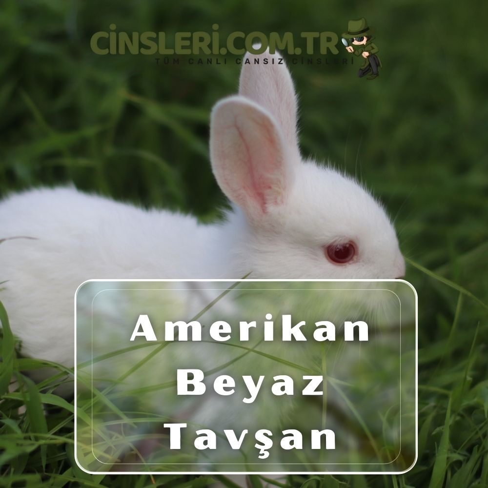 Tavşan Cinsleri - Cinsleri