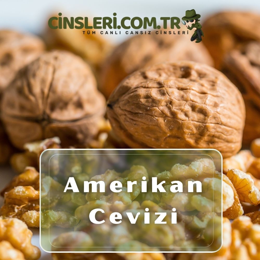 Ceviz Cinsleri ve Irkları | cinsleri.com.tr
