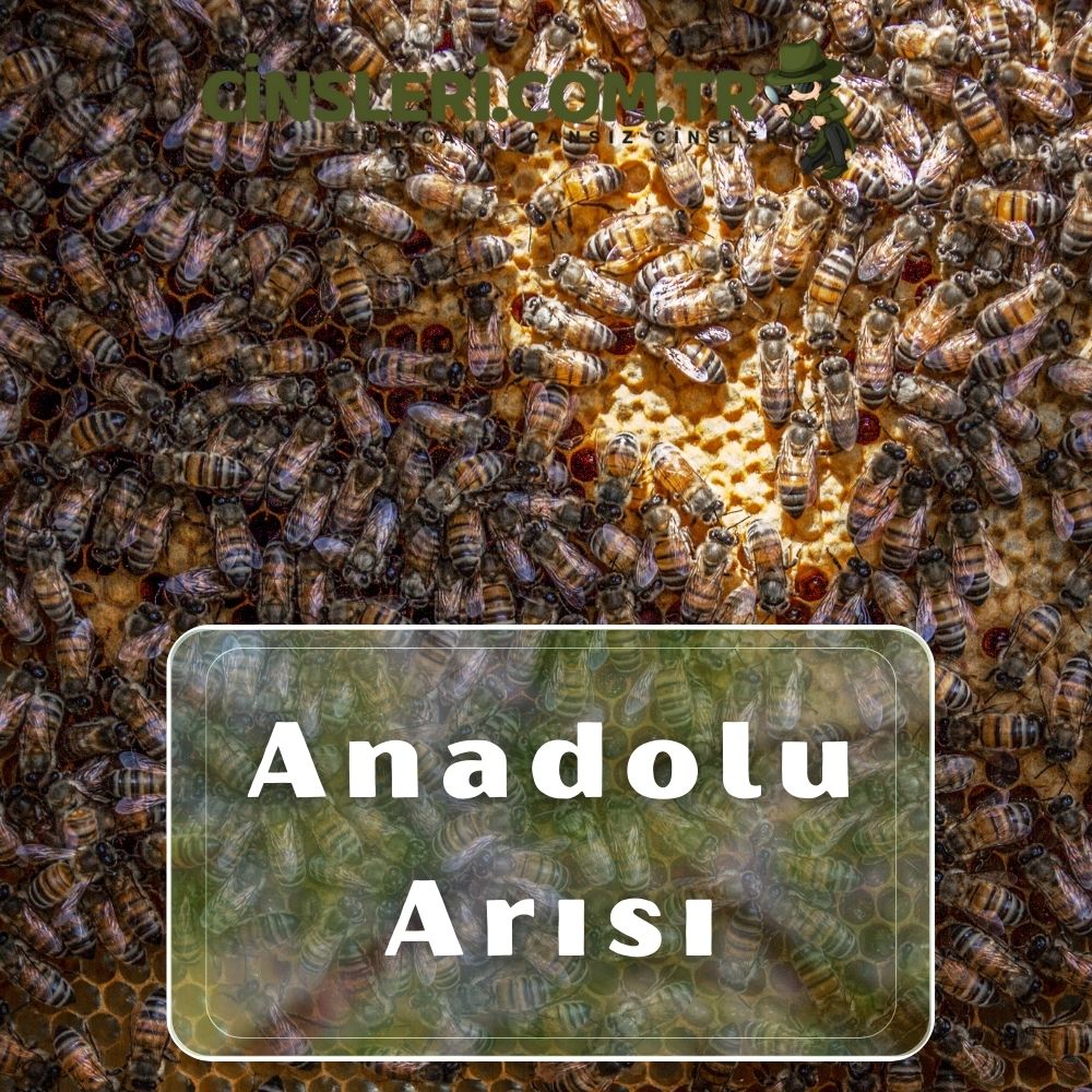 Arı Cinsleri ve Irkları | cinsleri.com.tr