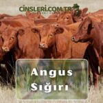 Sığır Cinsleri - Cinsleri
