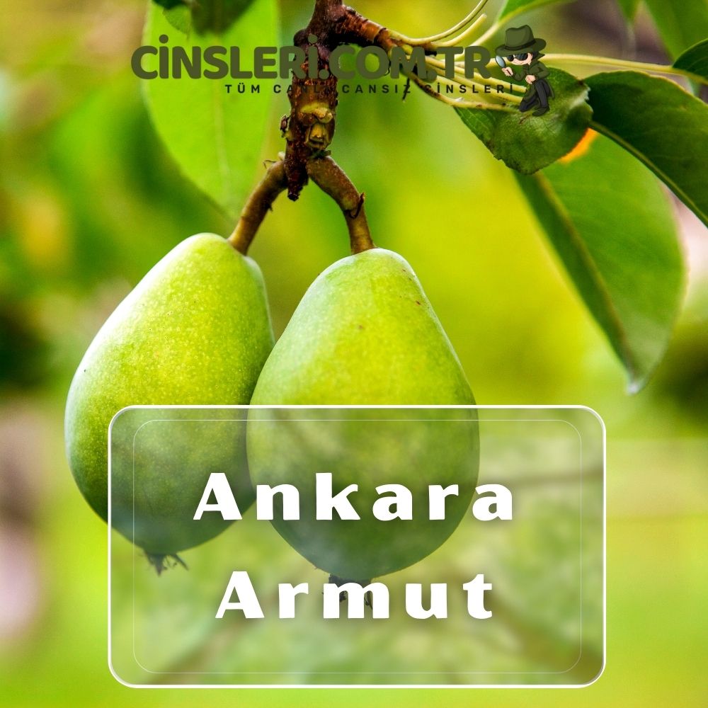 Armut Cinsleri - Cinsleri