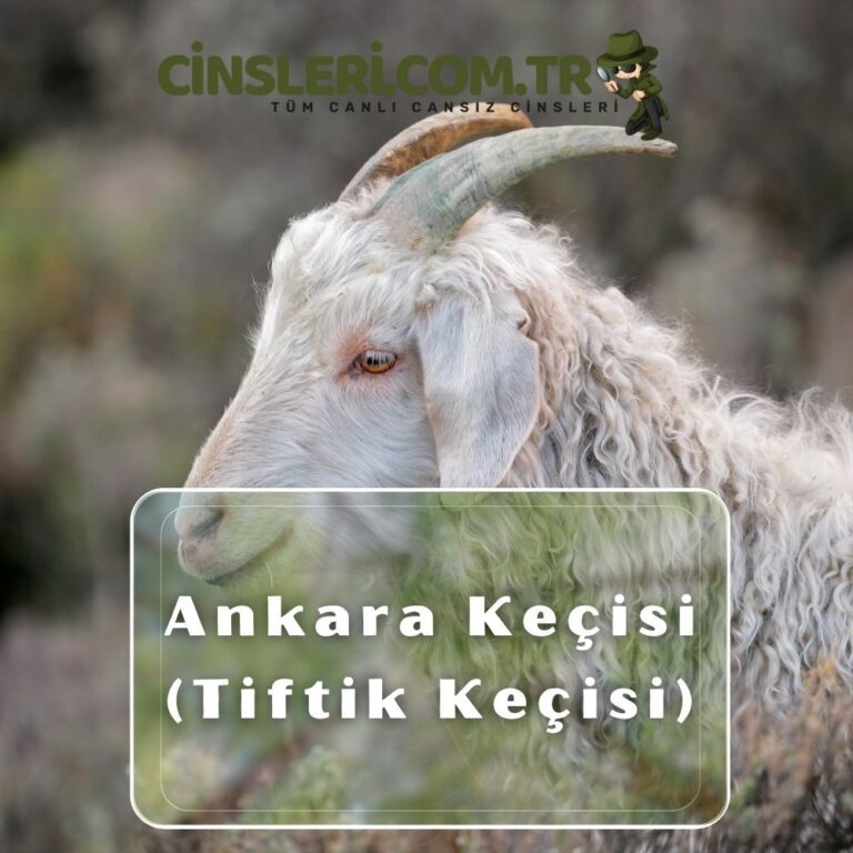 Keçi Cinsleri - Cinsleri