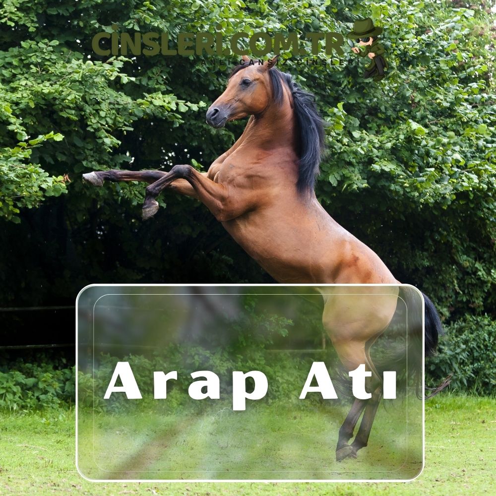 Nadir At Cinsleri - Cinsleri