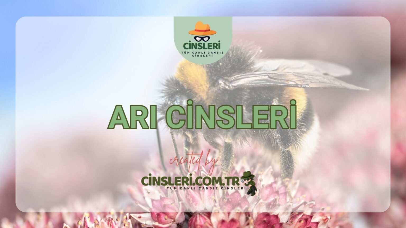 Arı Cinsleri - Cinsleri