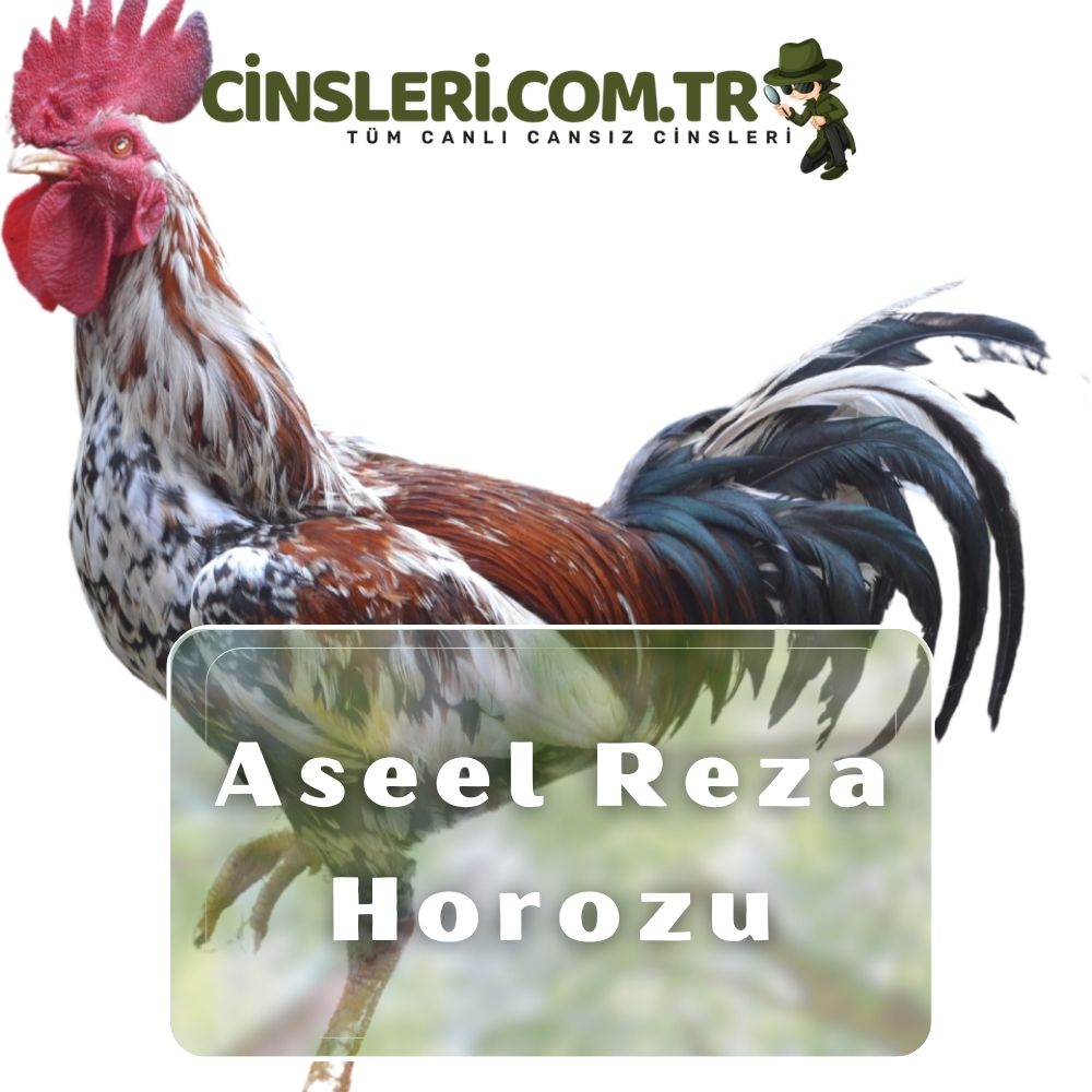 Horoz Cinsleri - Cinsleri