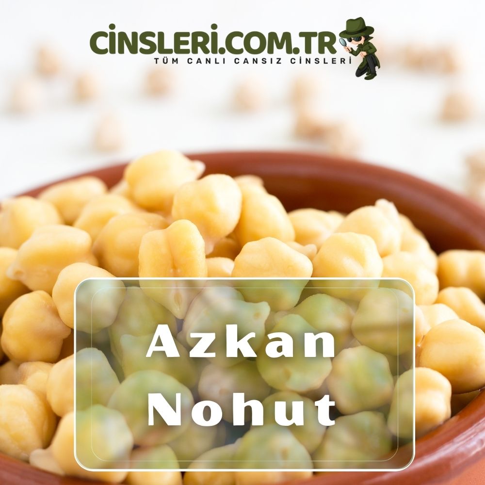 Nohut Çeşitleri ve Irkları | cinsleri.com.tr