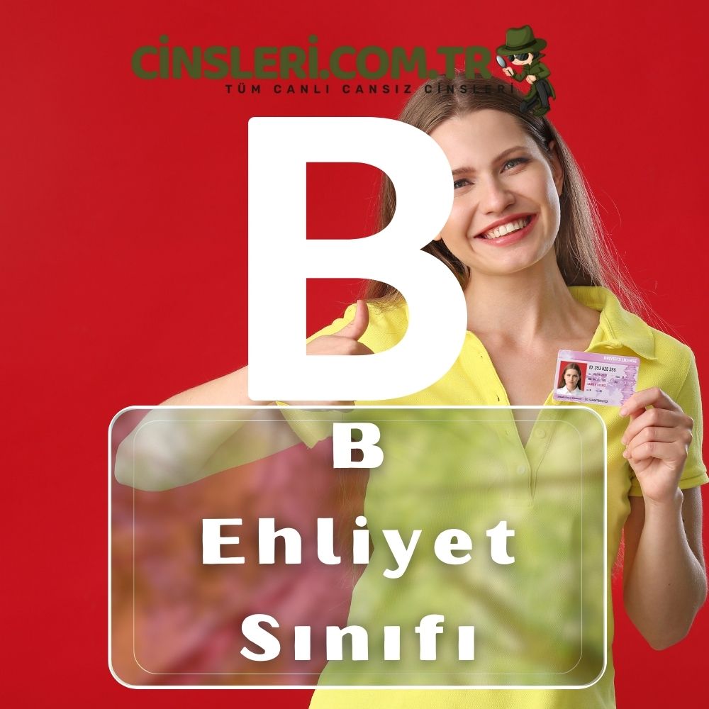 Ehliyet Cinsleri - Cinsleri