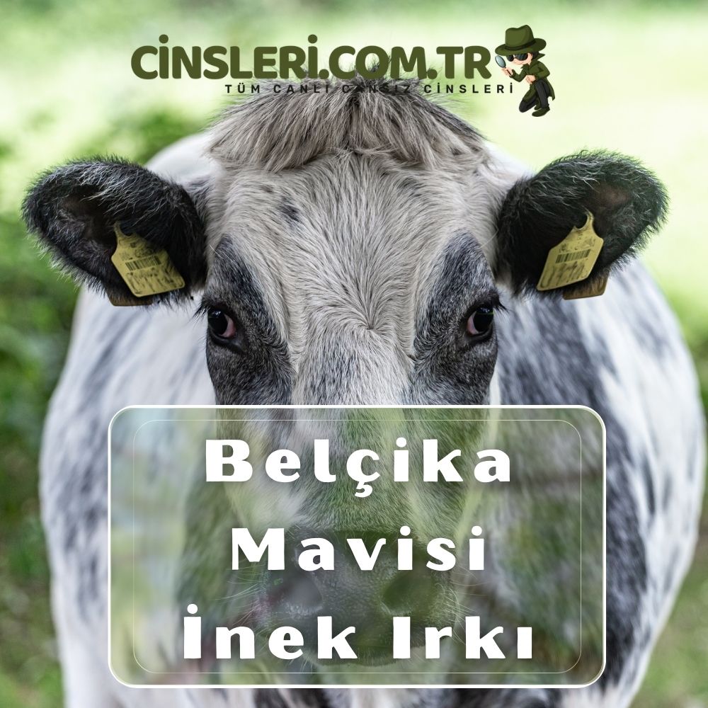 İnek Cinsleri - Cinsleri
