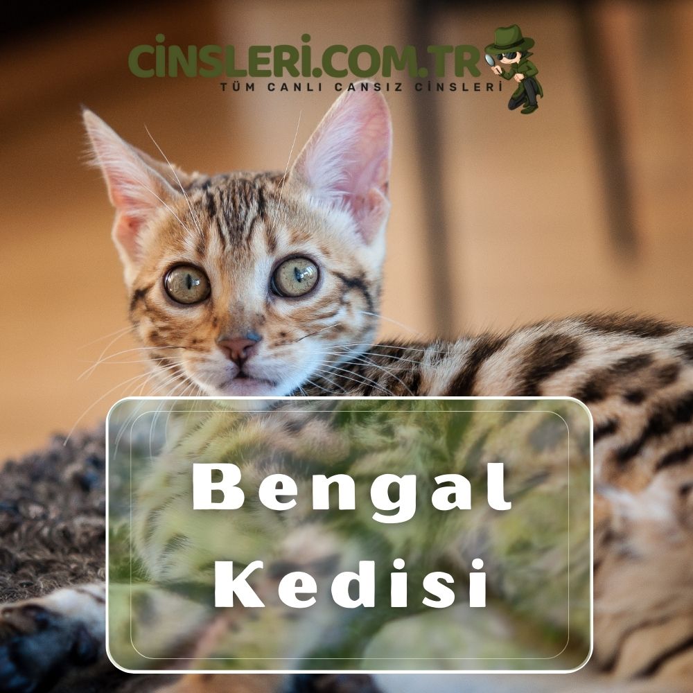 Kedi Cinsleri ve Irkları | cinsleri.com.tr
