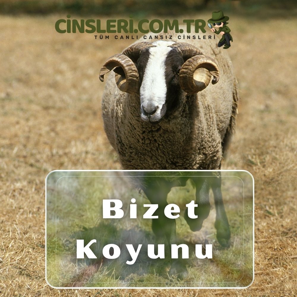 Koyun Cinsleri - Cinsleri