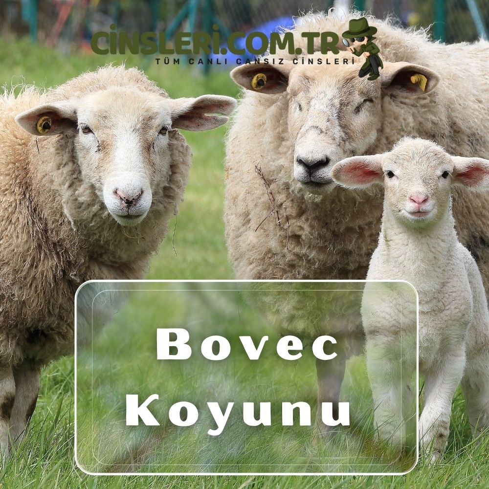 Koyun Cinsleri - Cinsleri
