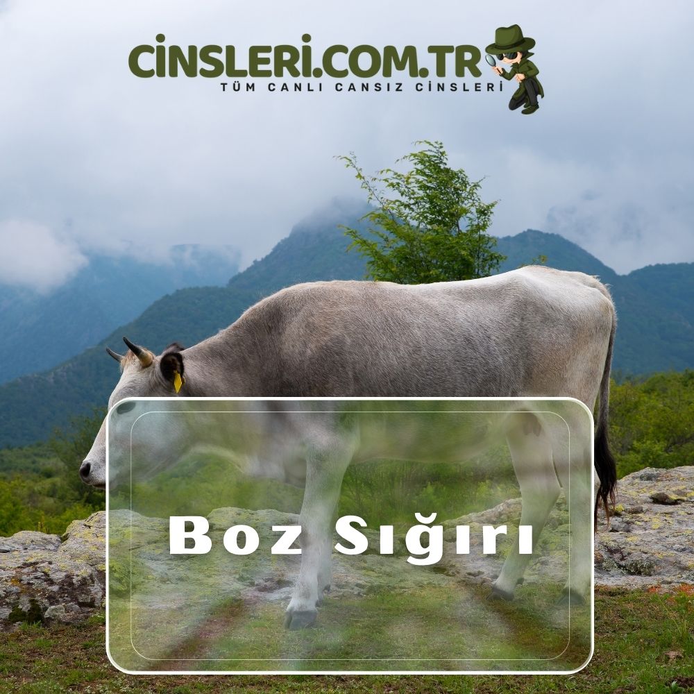 Sığır Cinsleri - Cinsleri