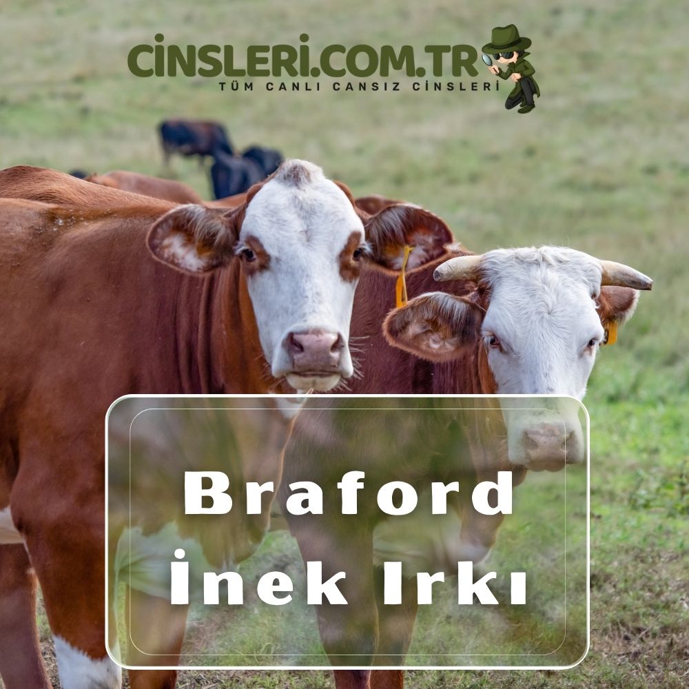 İnek Cinsleri - Cinsleri