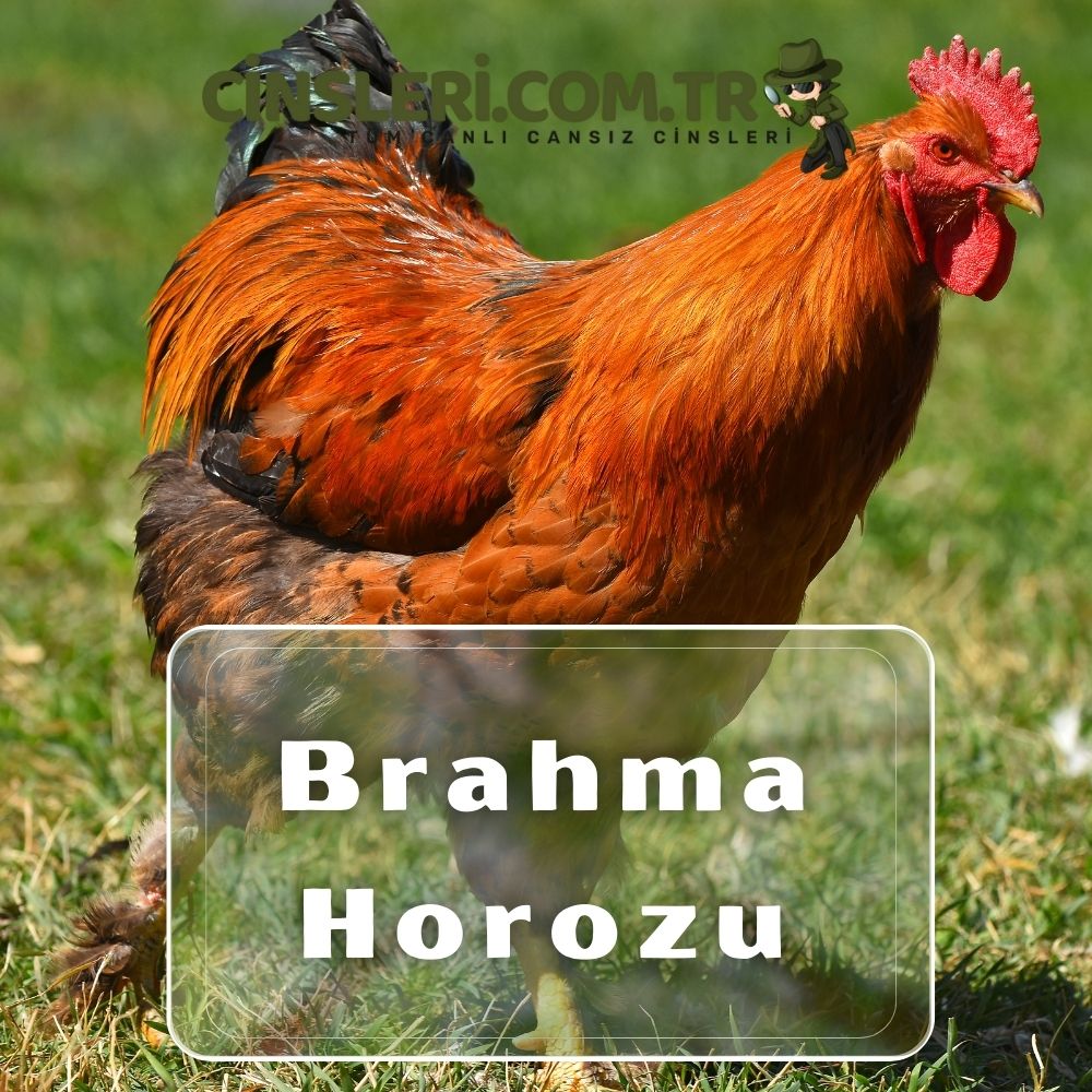 Horoz Cinsleri - Cinsleri