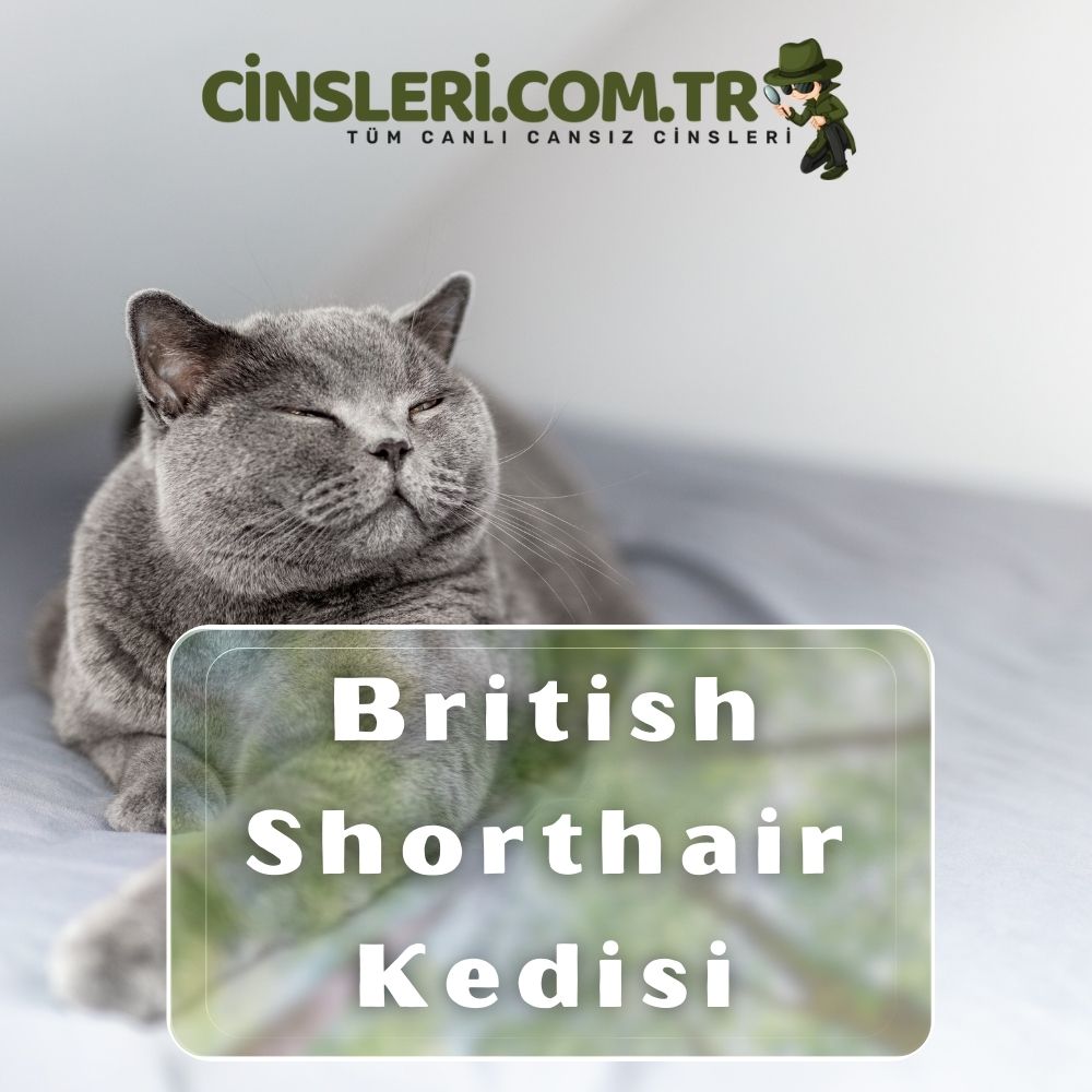 Kedi Cinsleri - Cinsleri