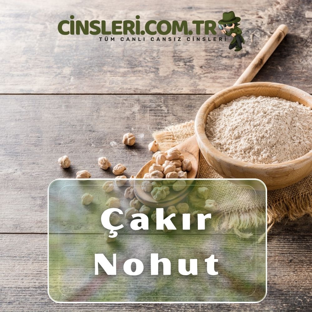 Nohut Çeşitleri - Cinsleri