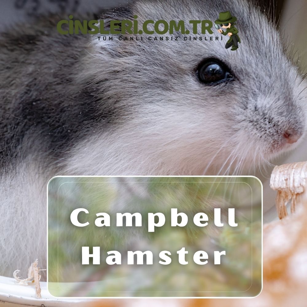 Hamster Cinsleri - Cinsleri