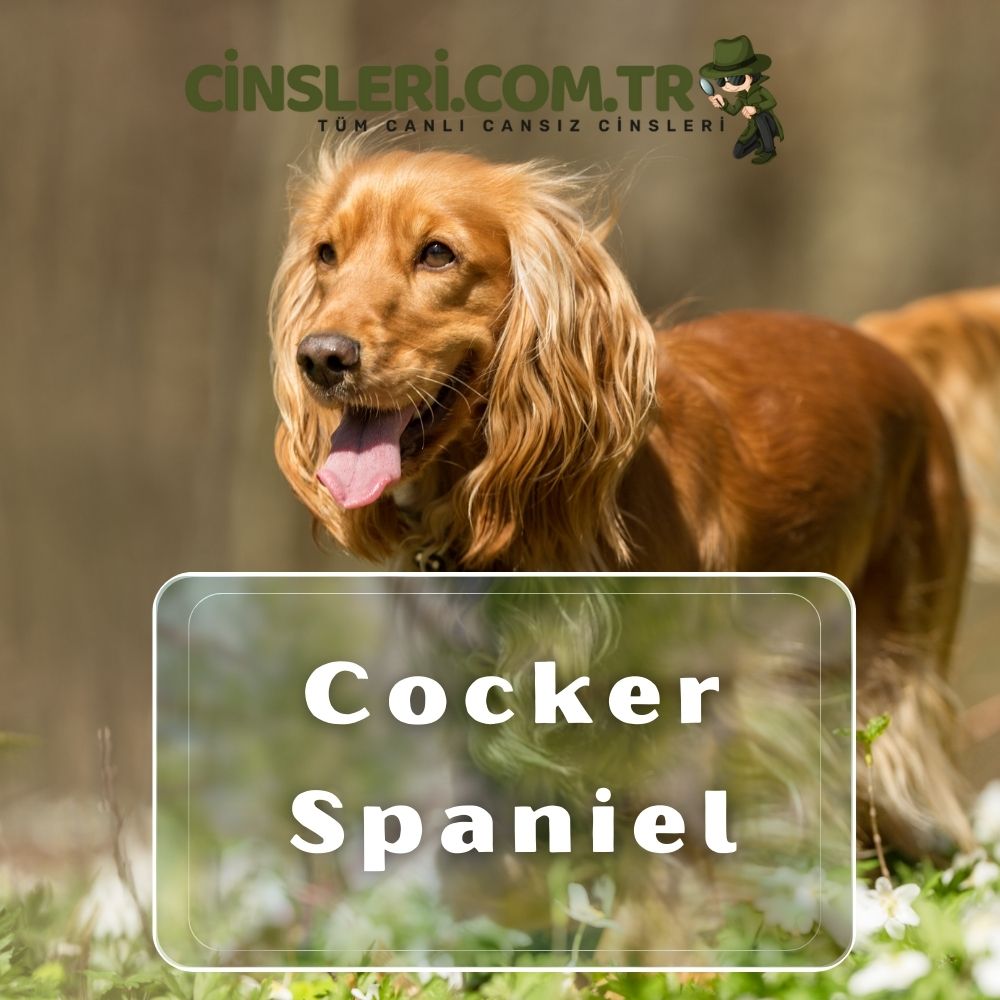 Cocker Cinsleri - Cinsleri