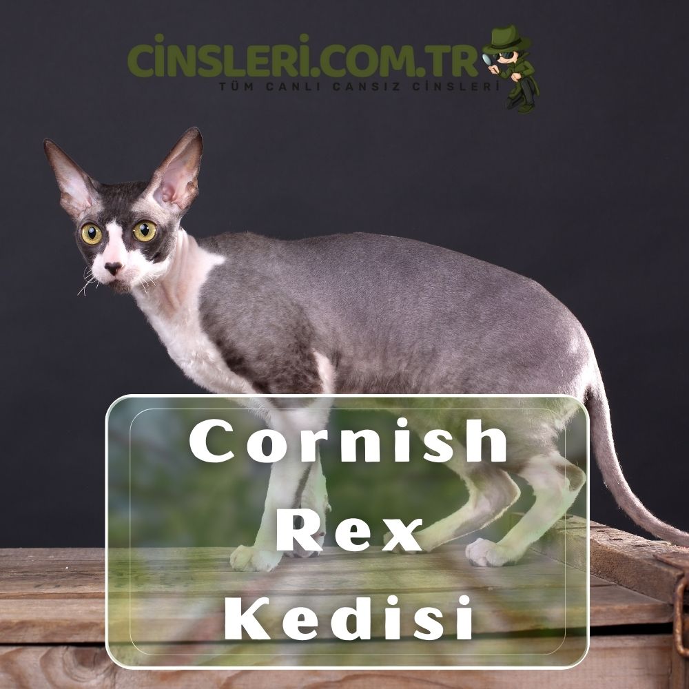 Kedi Cinsleri - Cinsleri