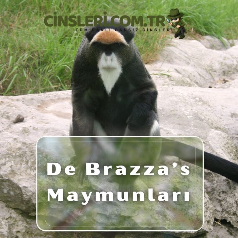 Maymun Cinsleri - Cinsleri