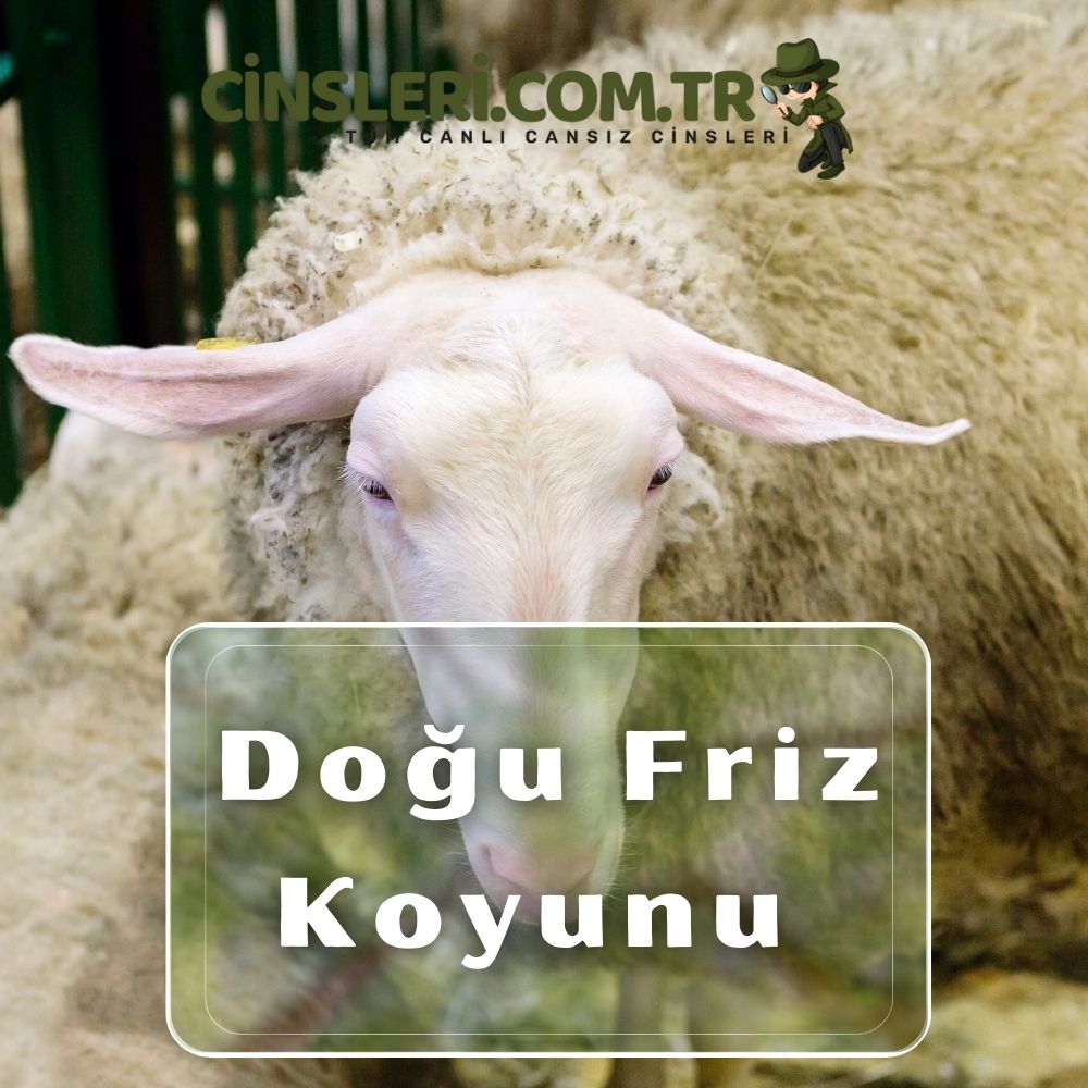Koyun Cinsleri - Cinsleri