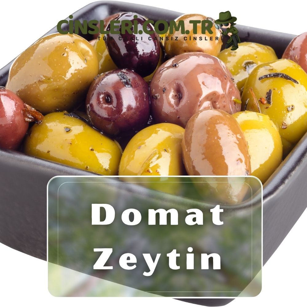 Türkiye Zeytin Cinsleri - Cinsleri