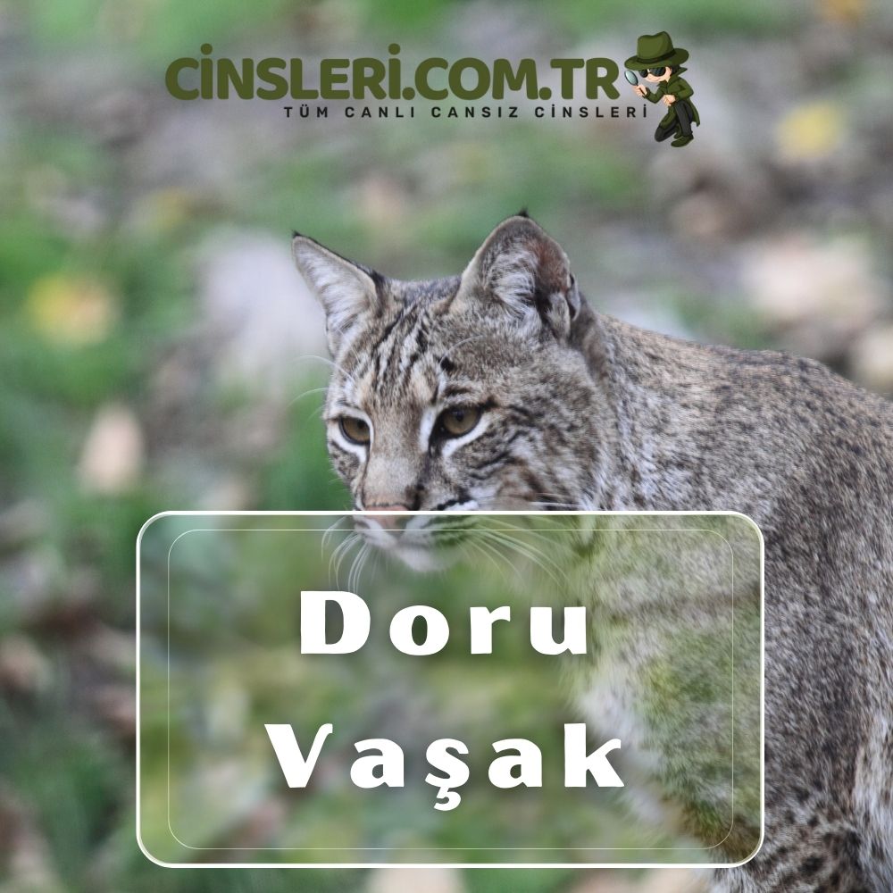 Vaşak Cinsleri - Cinsleri