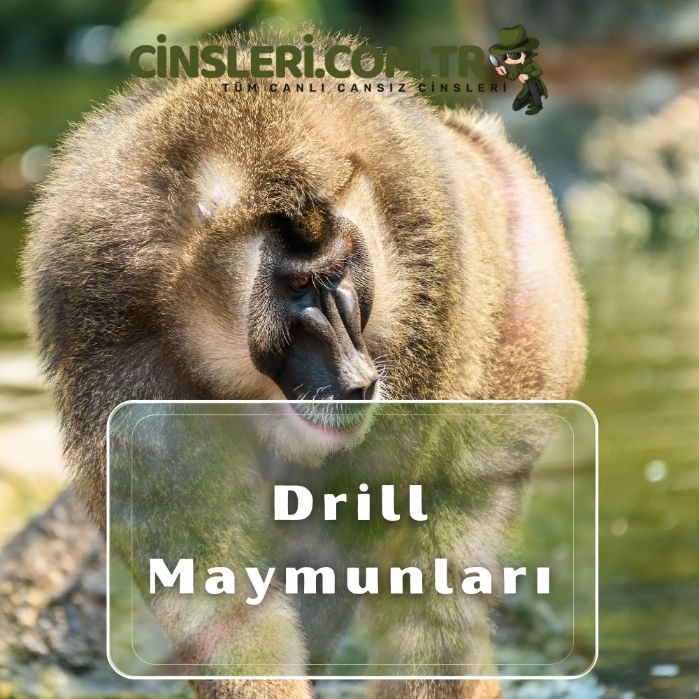 Maymun Cinsleri - Cinsleri