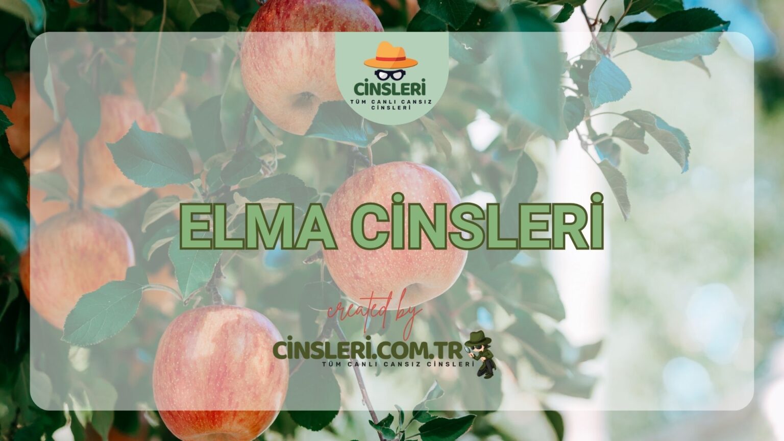 Elma Cinsleri - Cinsleri