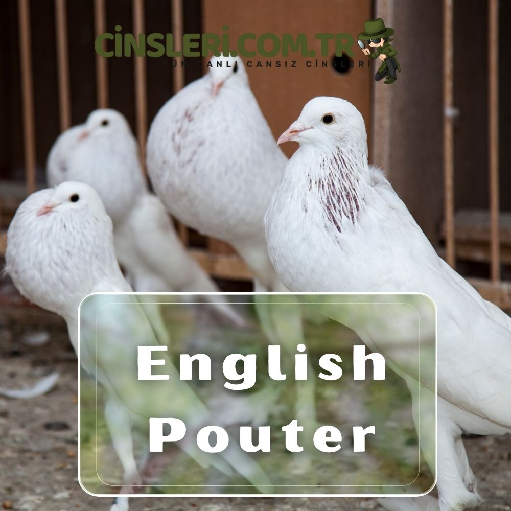 Güvercin Cinsleri ve Irkları | cinsleri.com.tr