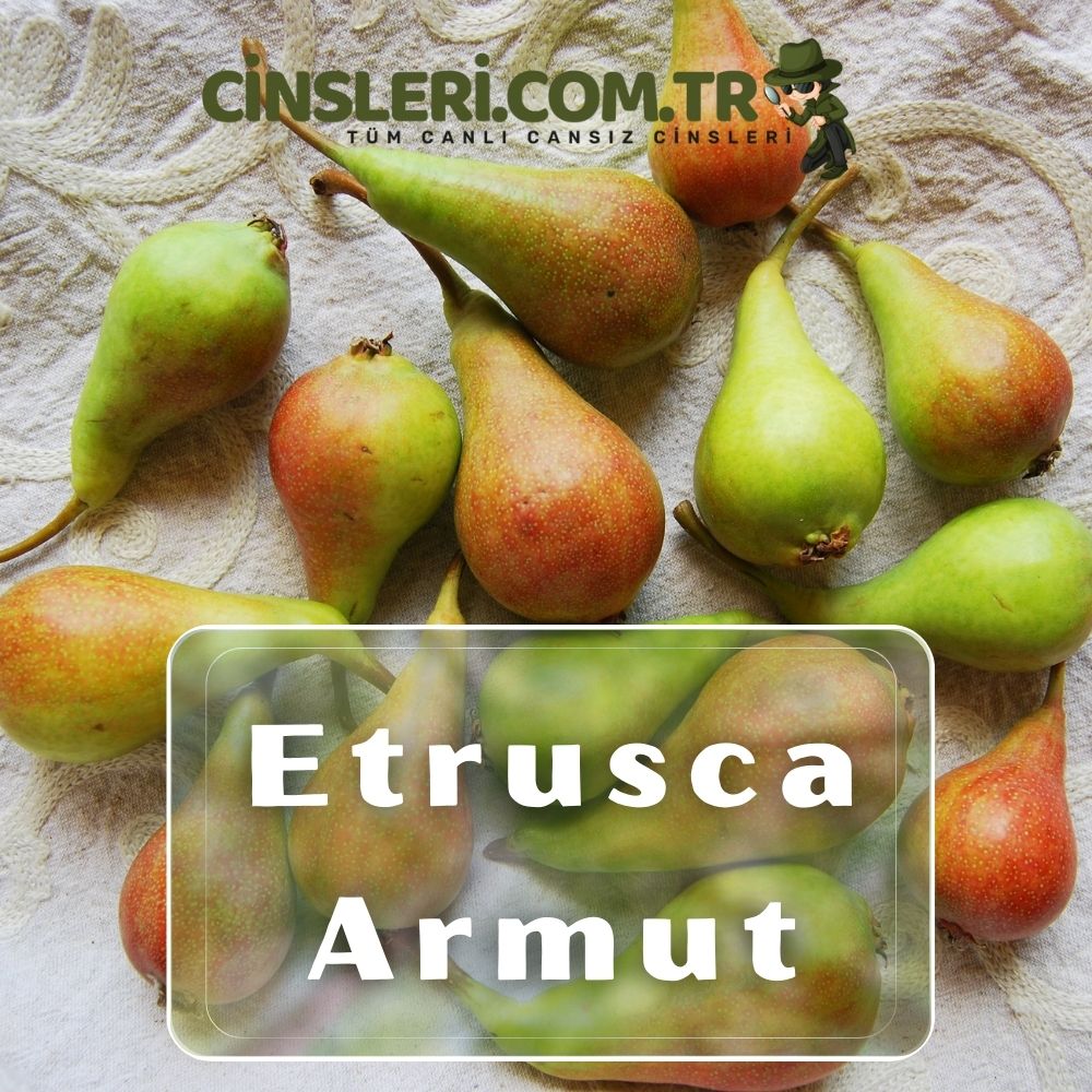 Armut Cinsleri - Cinsleri