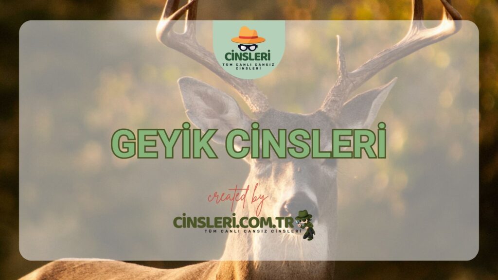 Geyik Cinsleri - Cinsleri