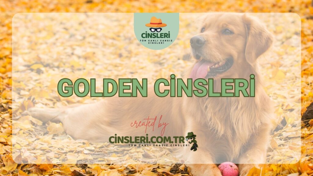 Golden Cinsleri - Cinsleri