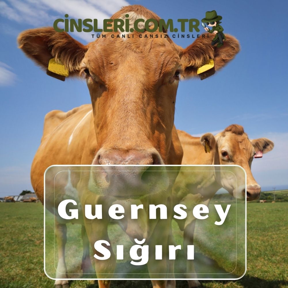 Sığır Cinsleri - Cinsleri