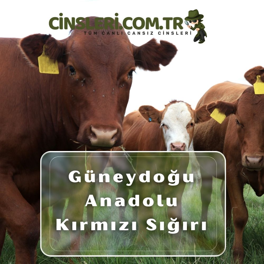 Sığır Cinsleri - Cinsleri