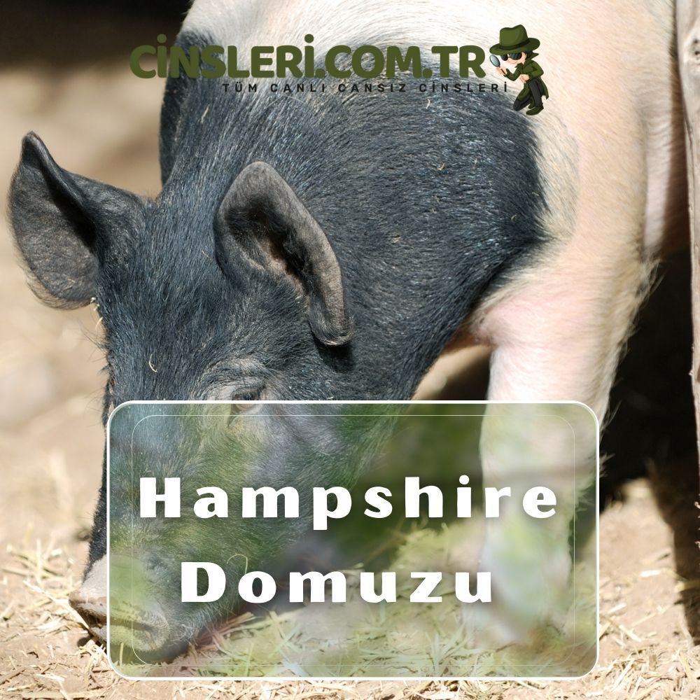 Domuz Cinsleri - Cinsleri