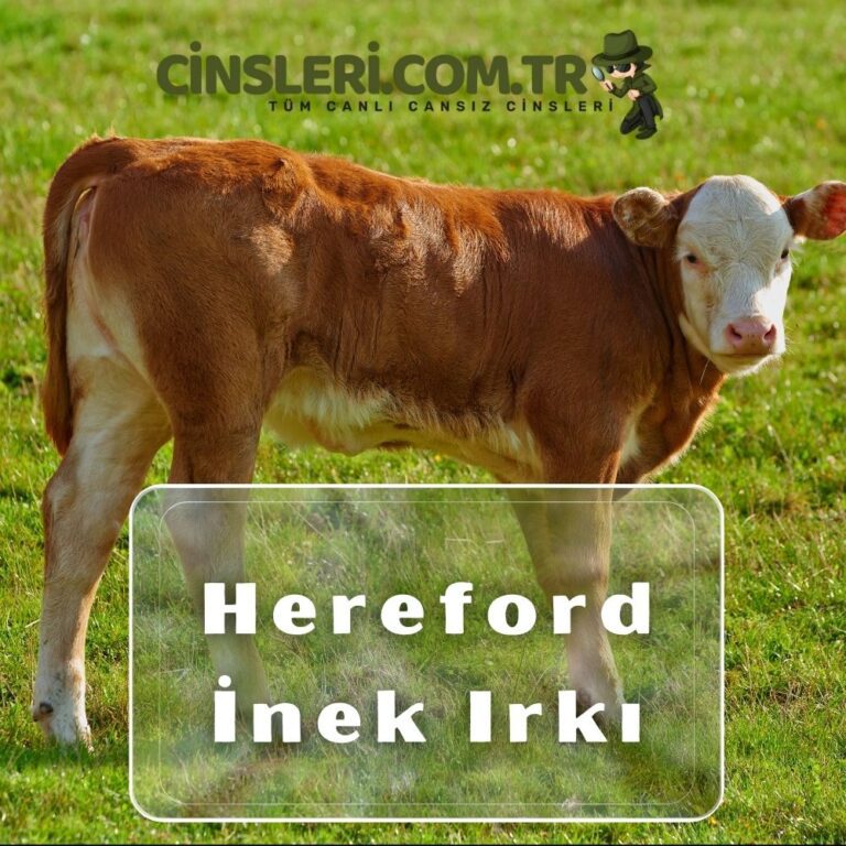 İnek Cinsleri - Cinsleri
