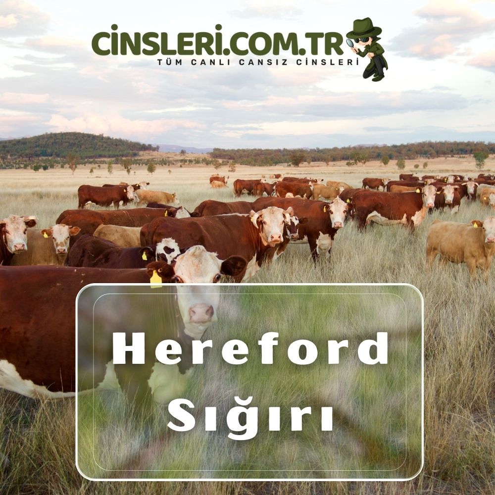 Sığır Cinsleri - Cinsleri