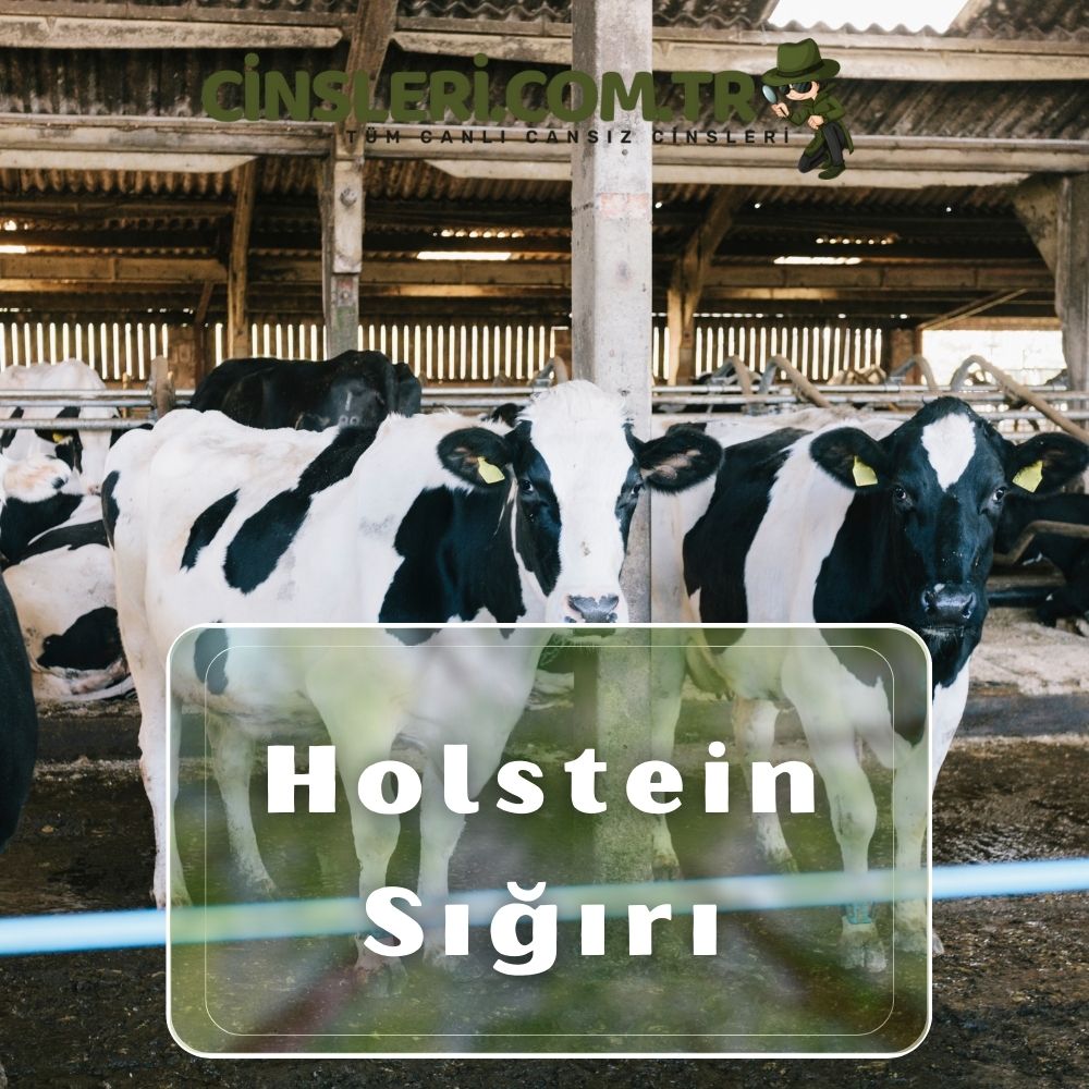Sığır Cinsleri - Cinsleri
