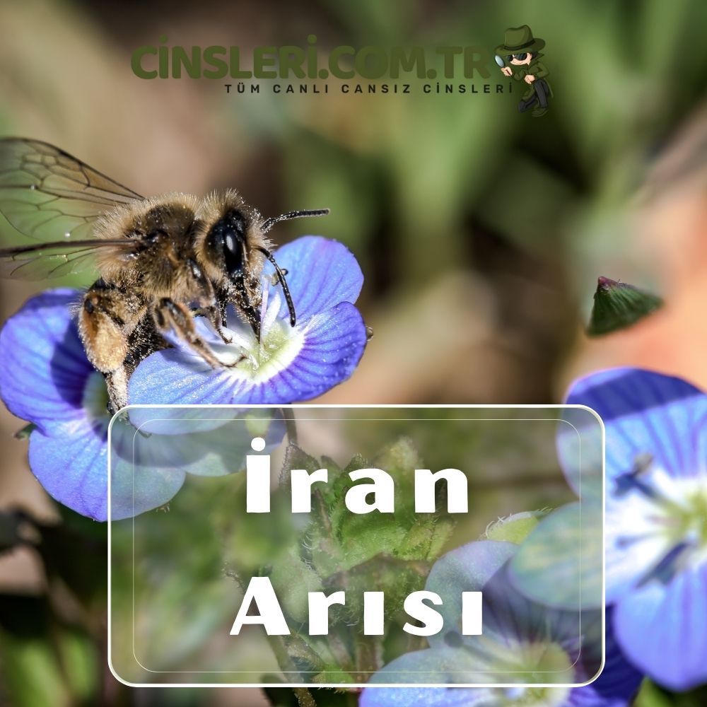 Arı Cinsleri ve Irkları | cinsleri.com.tr